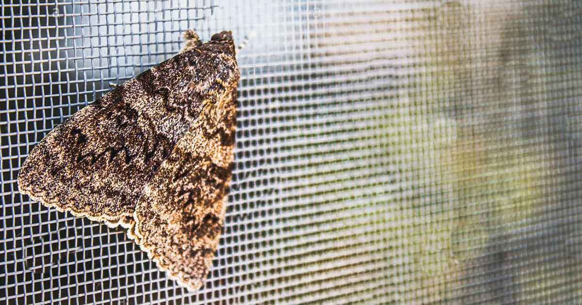 Omega mosquito net - Windows and More